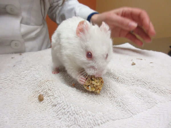 Photos of our Patients - Creature Comforts Animal Hospital, P.C.